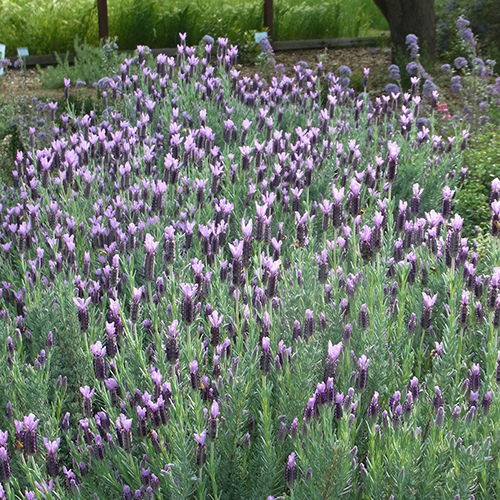 Lavender - Fire Safe Marin