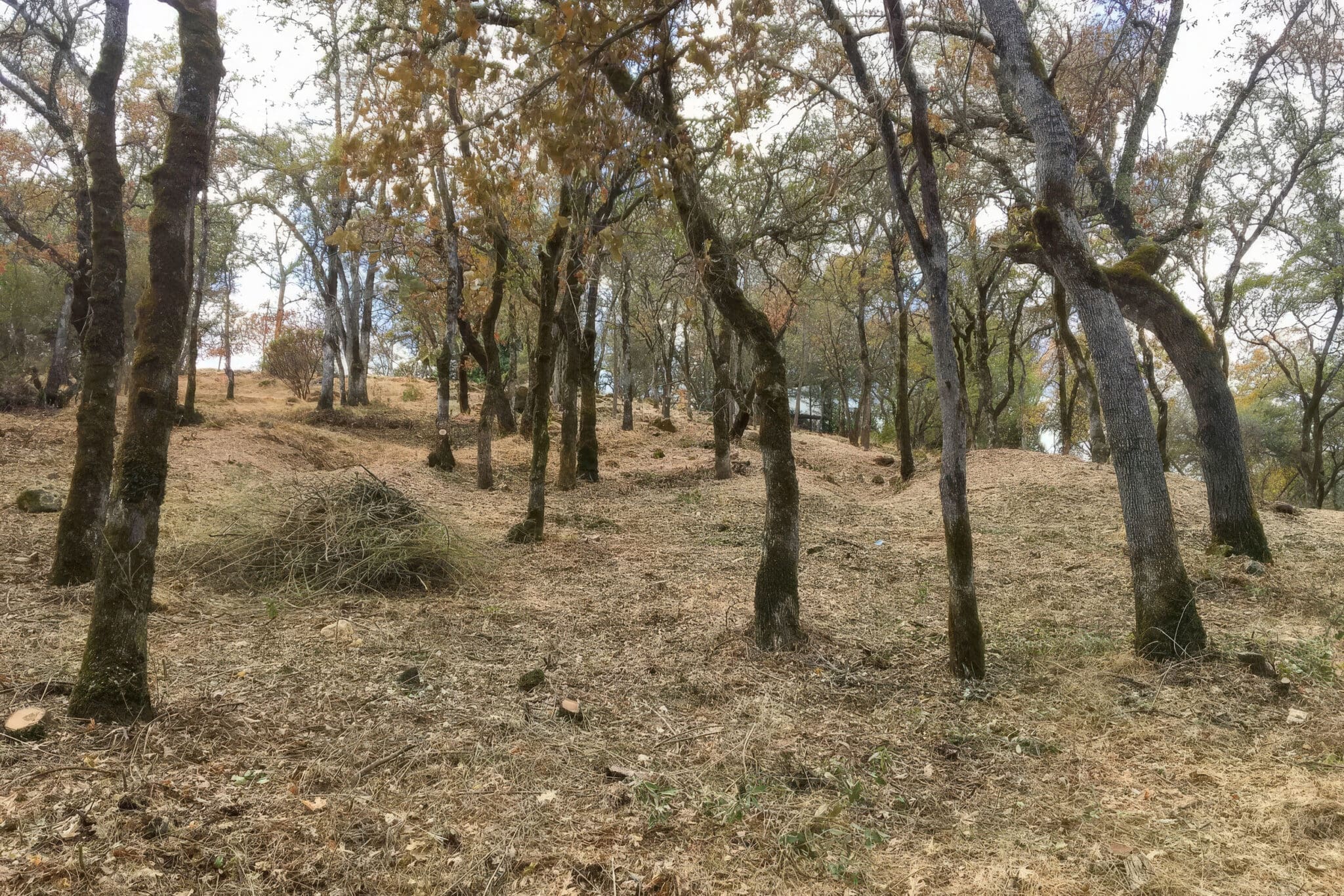 Zone 2 – Fuel Reduction Zone - Fire Safe Marin